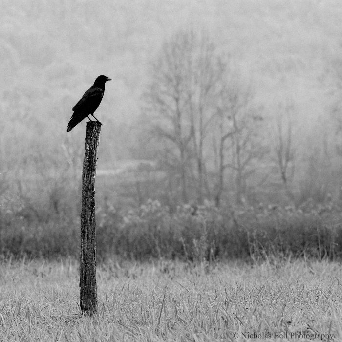 Lone Crow, Appalachia - black and white photography print – Nicholas ...