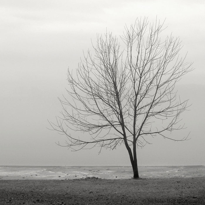 Winter Tree, Lakeside - minimalist landscape photography print ...
