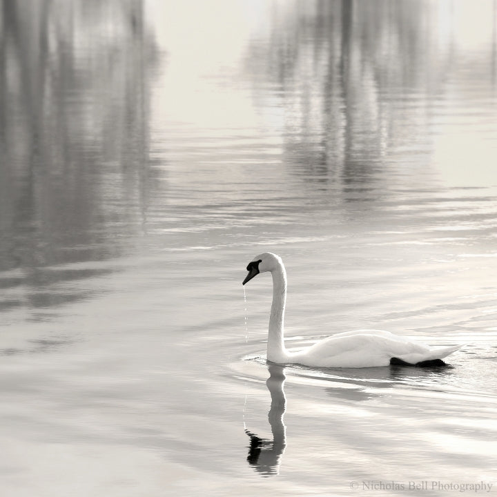 Sunlit Swan - original black and white photography by Nicholas Bell ...