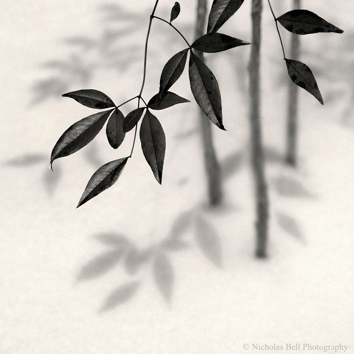 Zen Shadows in Snow - botanical photography print – Nicholas Bell ...
