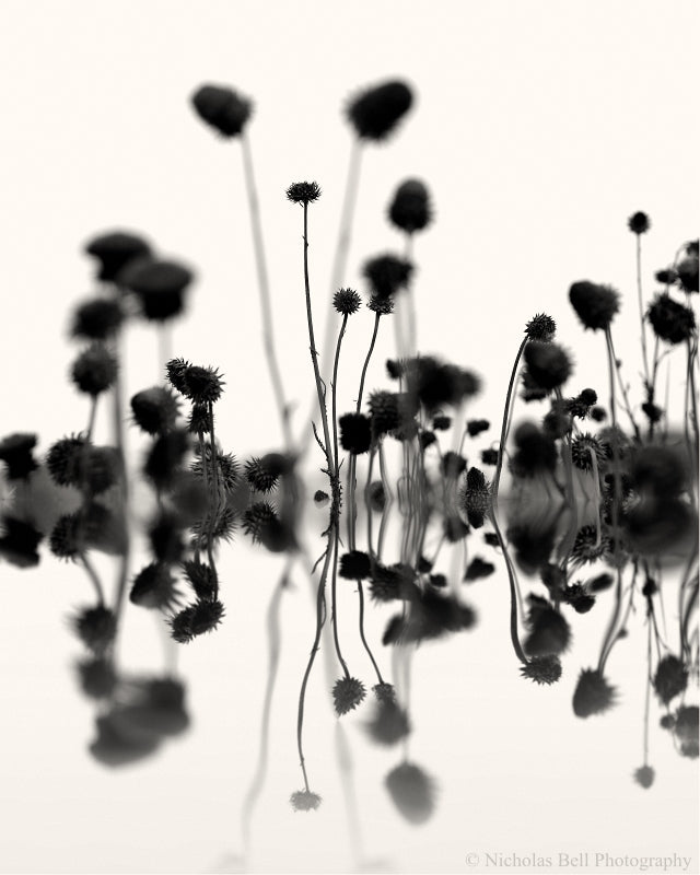 Botanical Abstract No. 4 - original fine art photography print ...