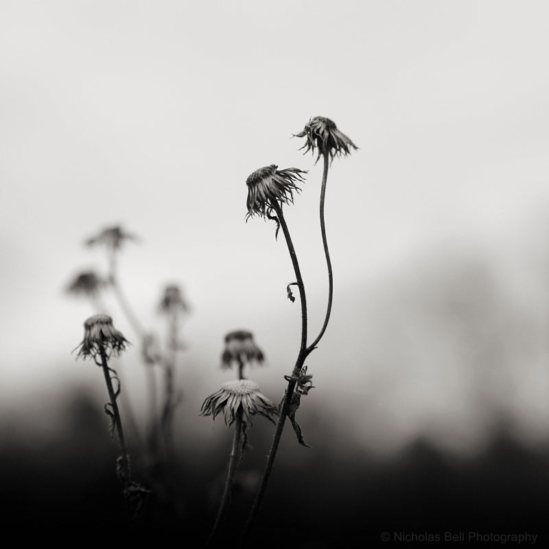 Winter Botanical No. 1 - nature photography print, warm color-toned ...