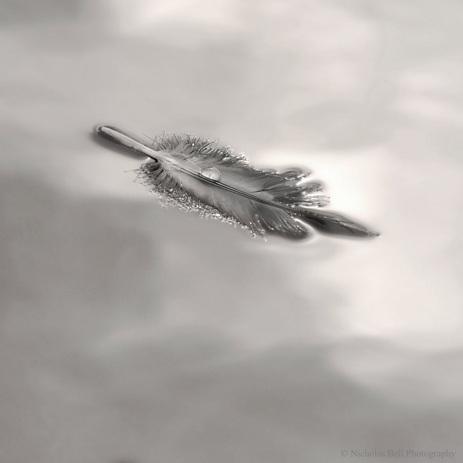 Feather on Liquid Sky - print, minimalist nature photography – Nicholas ...